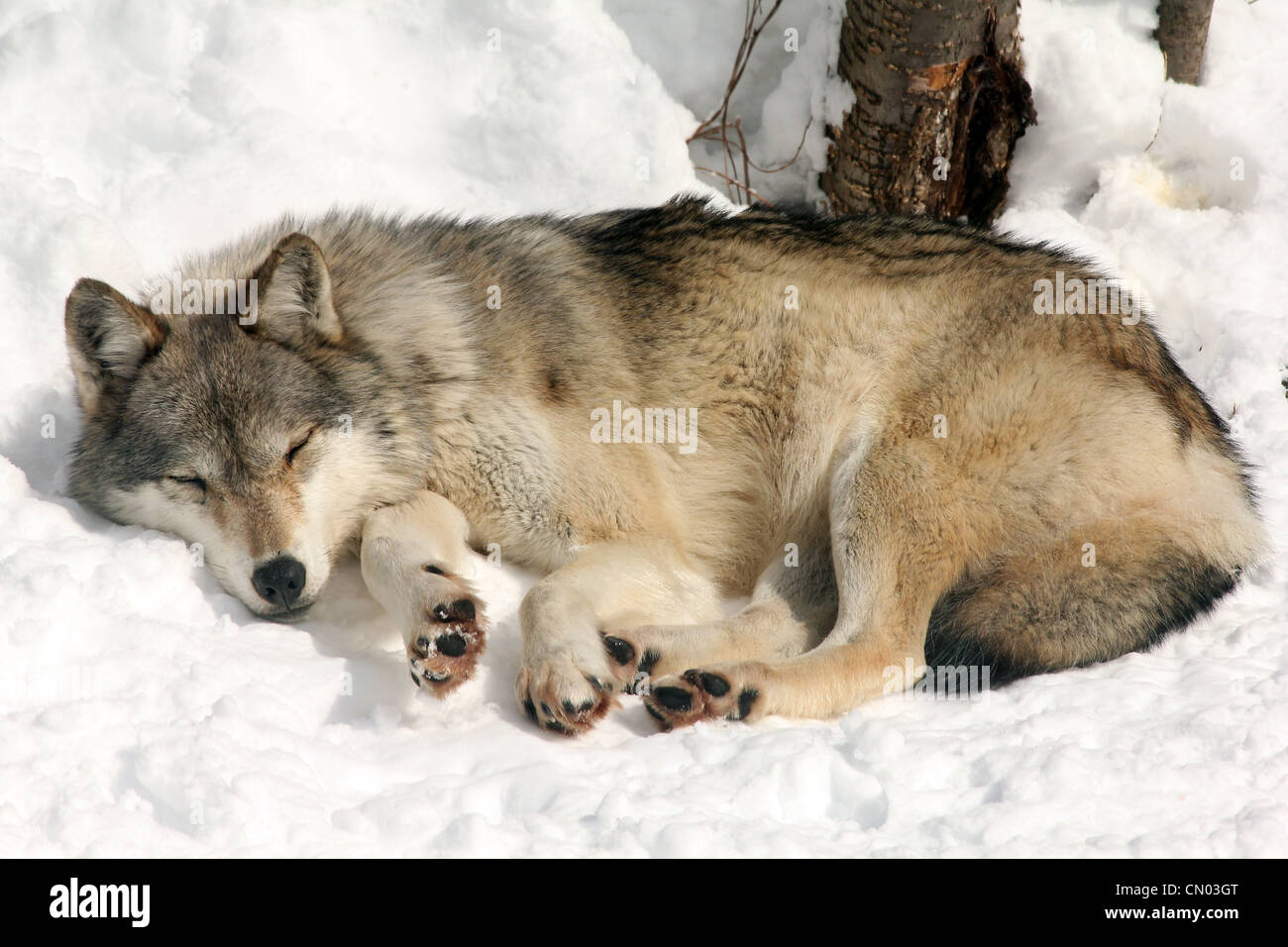 Wild Gray Wolf in Northern Ontario, Canada (this is a wild wolf pack ...