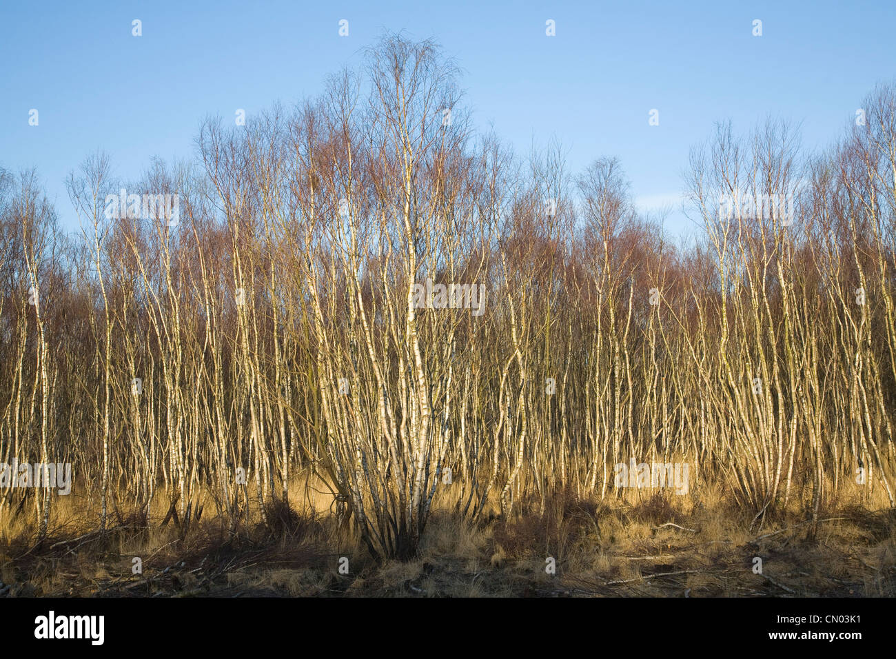 Silver birch tree woodland landscape with blue sky background Stock ...