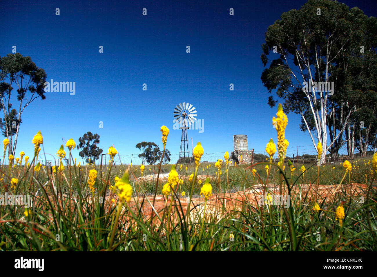 Namaqualand flowers, Nieuwoudtville, Northern Cape, South Africa Stock ...