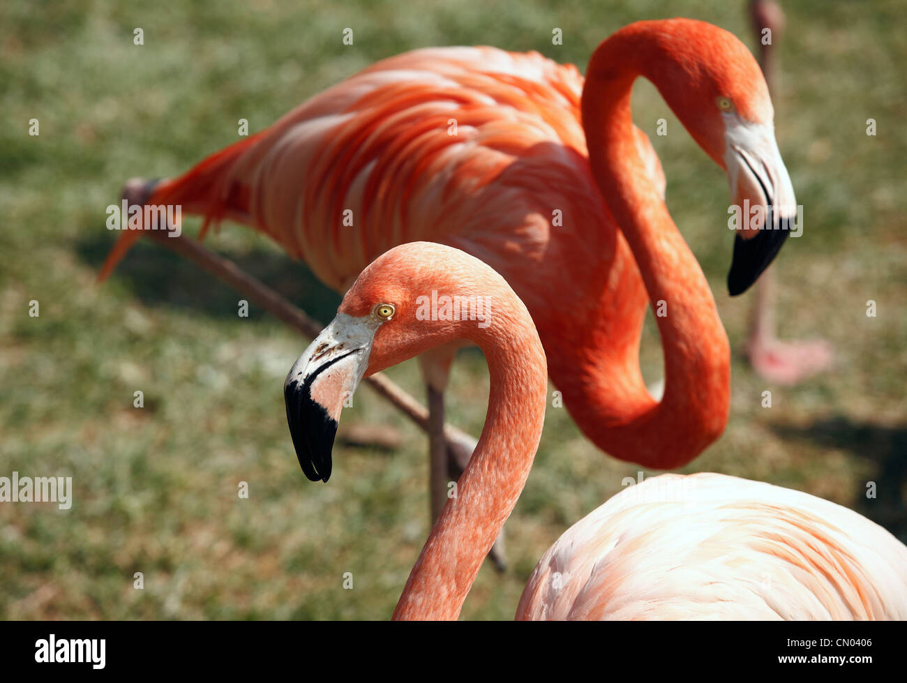 South african flamingoes hi-res stock photography and images - Alamy