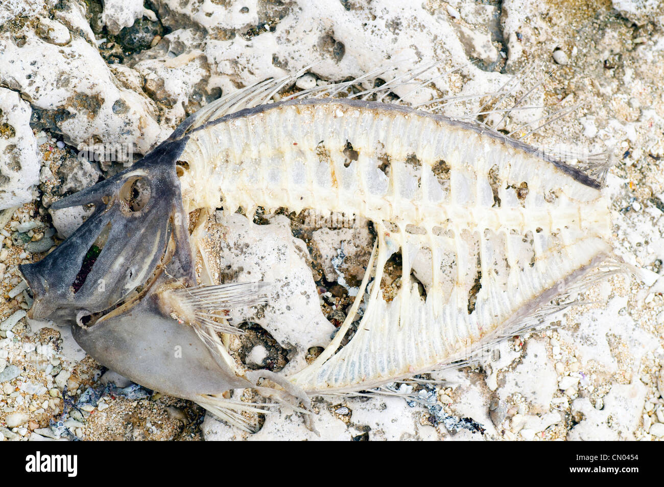 Dead Fish Beach Pollution Stock Photos & Dead Fish Beach Pollution ...