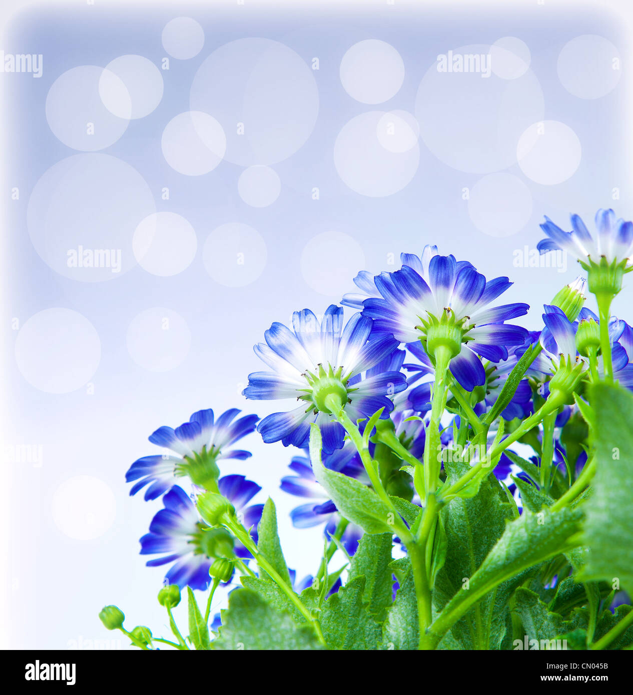 Floral border, fresh spring blue blooming flowers over abstract ...