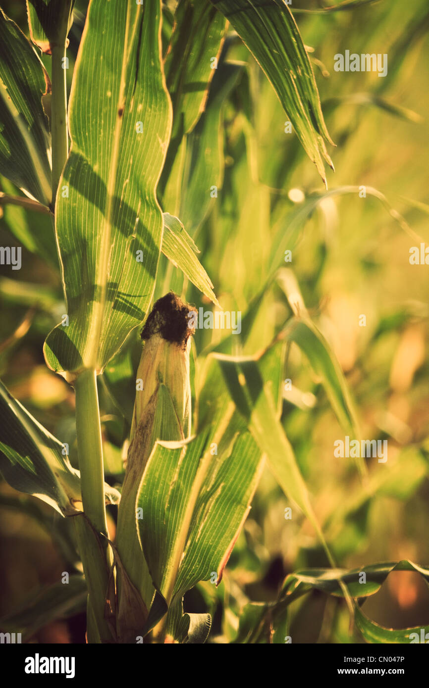 Corn, Maize (Zea mays Stock Photo - Alamy Corn, Maize (Zea mays Stock Photo - Alamy