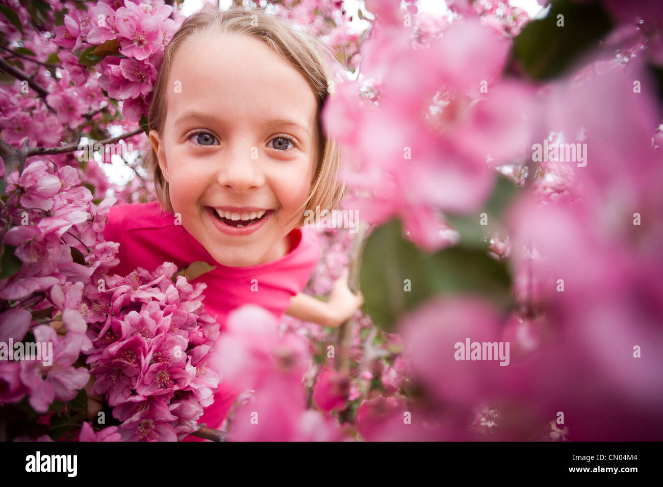 Girl in Pink Flowering Tree, Winnipeg, Manitoba Stock Photo - Alamy
