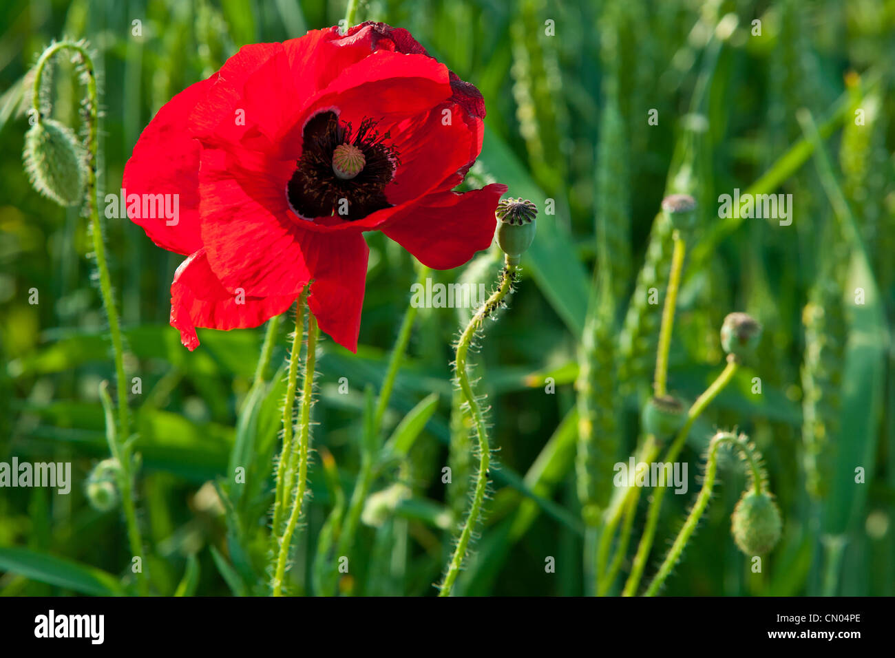 Poppy crops hi-res stock photography and images - Alamy