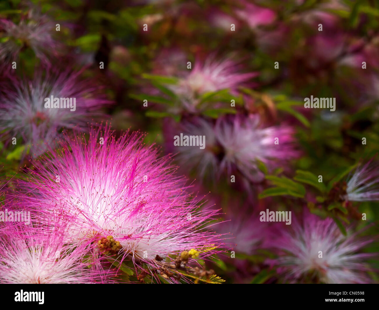 Calliandra surinamensis pink powderpuff hi-res stock photography and ...