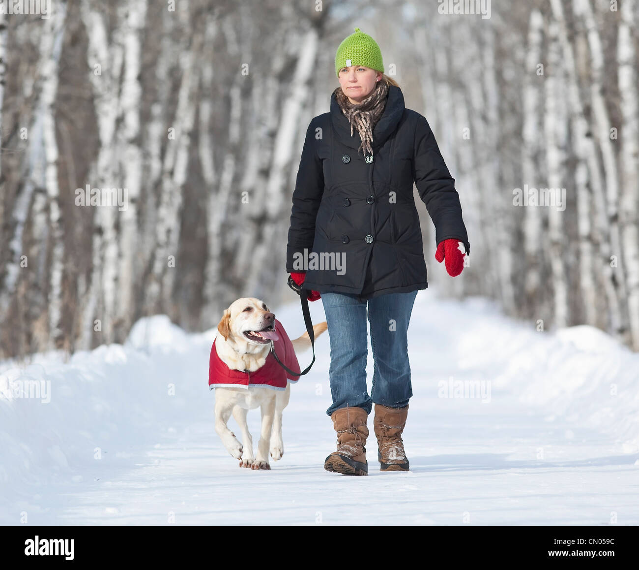Woman walking her Yellow Labrador retriever dog, Assiniboine Forest ...
