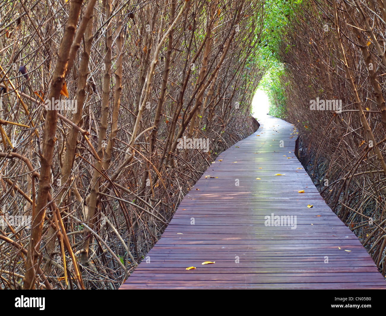 Underpass of dead trees Stock Photo - Alamy
