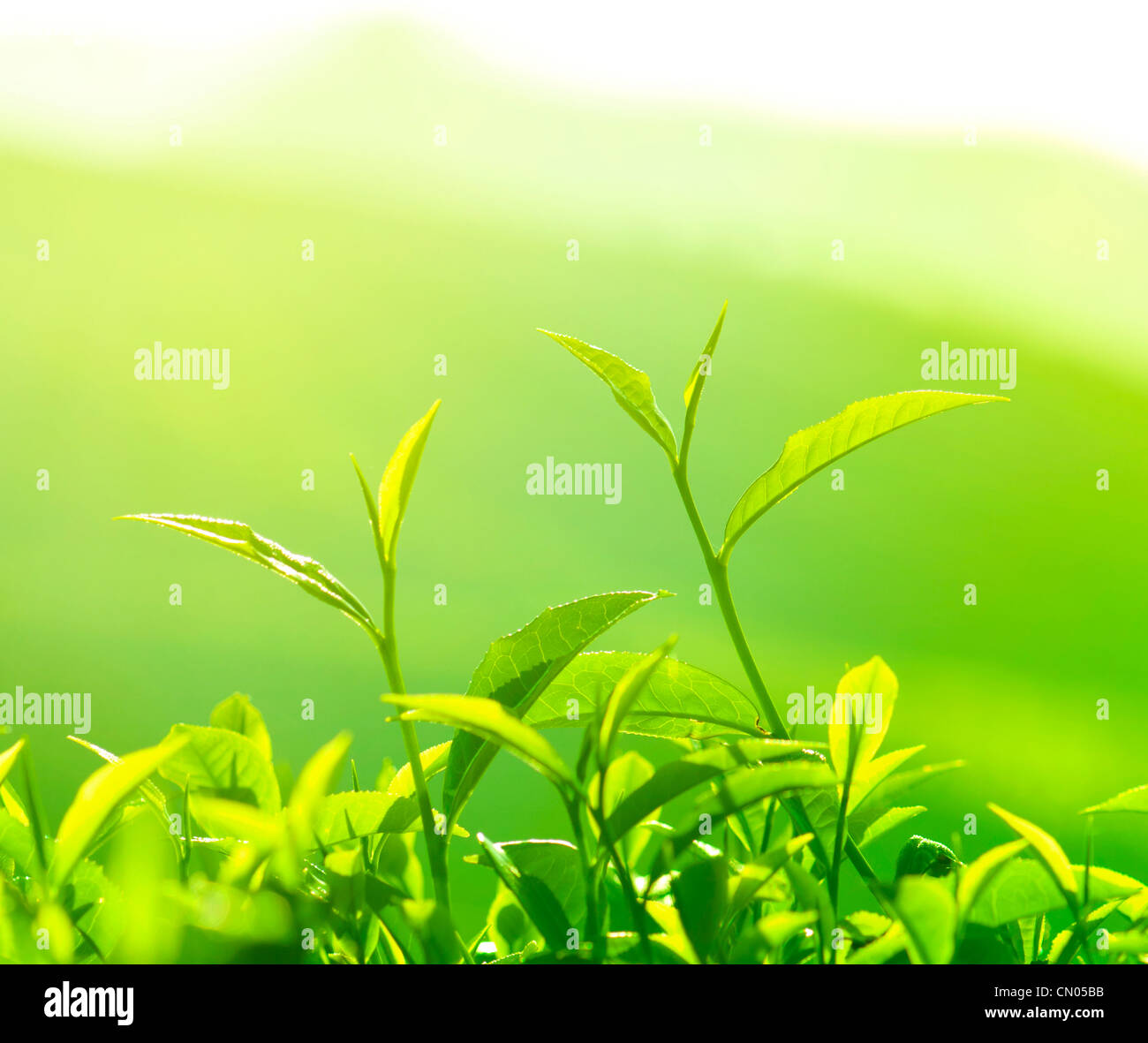 Tea Leaf with morning golden sunlight Stock Photo - Alamy