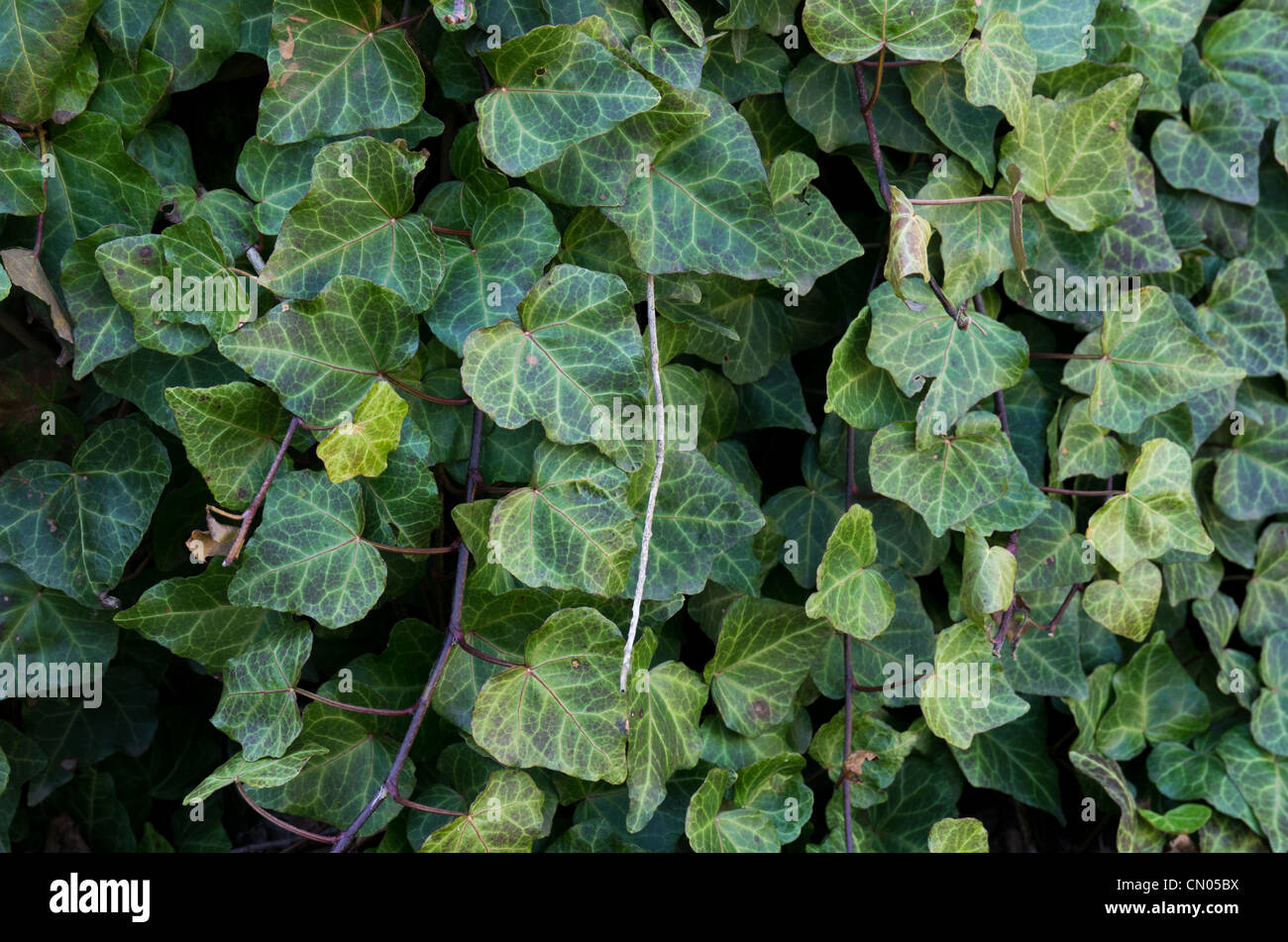 English ivy ground cover hi-res stock photography and images - Alamy