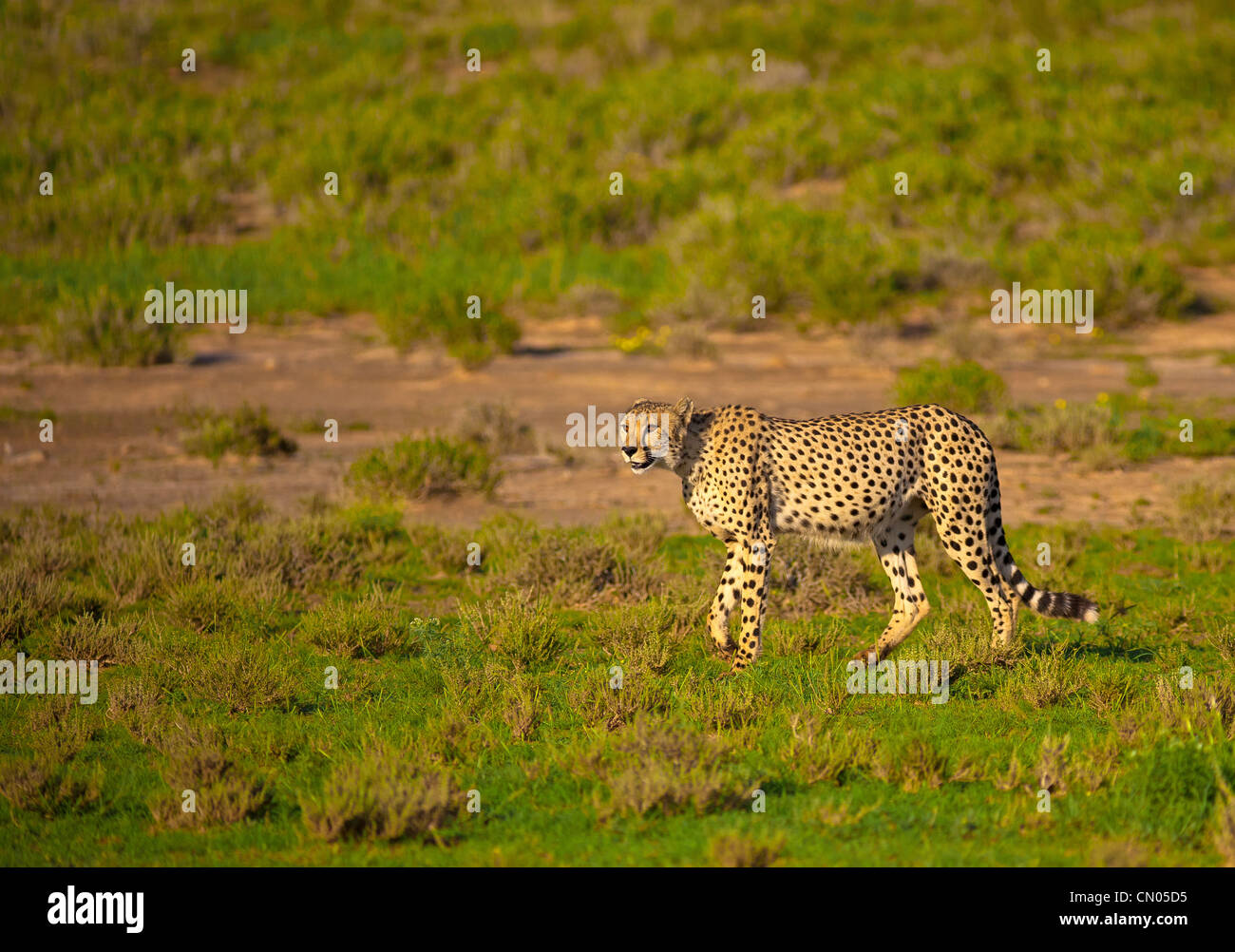 Hunting season cat hi-res stock photography and images - Alamy