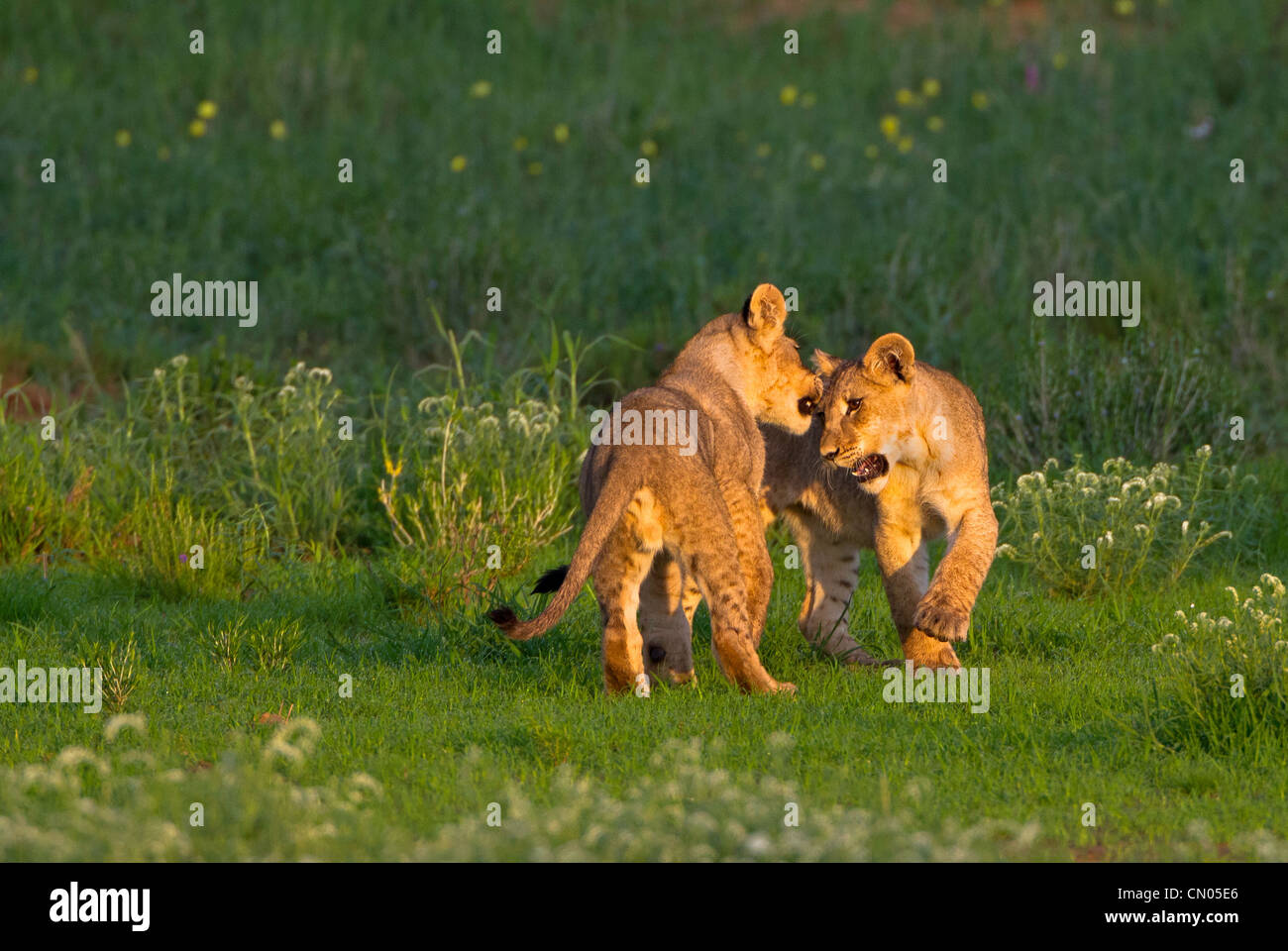 lion youngsters playing Stock Photo - Alamy lion youngsters playing Stock Photo - Alamy