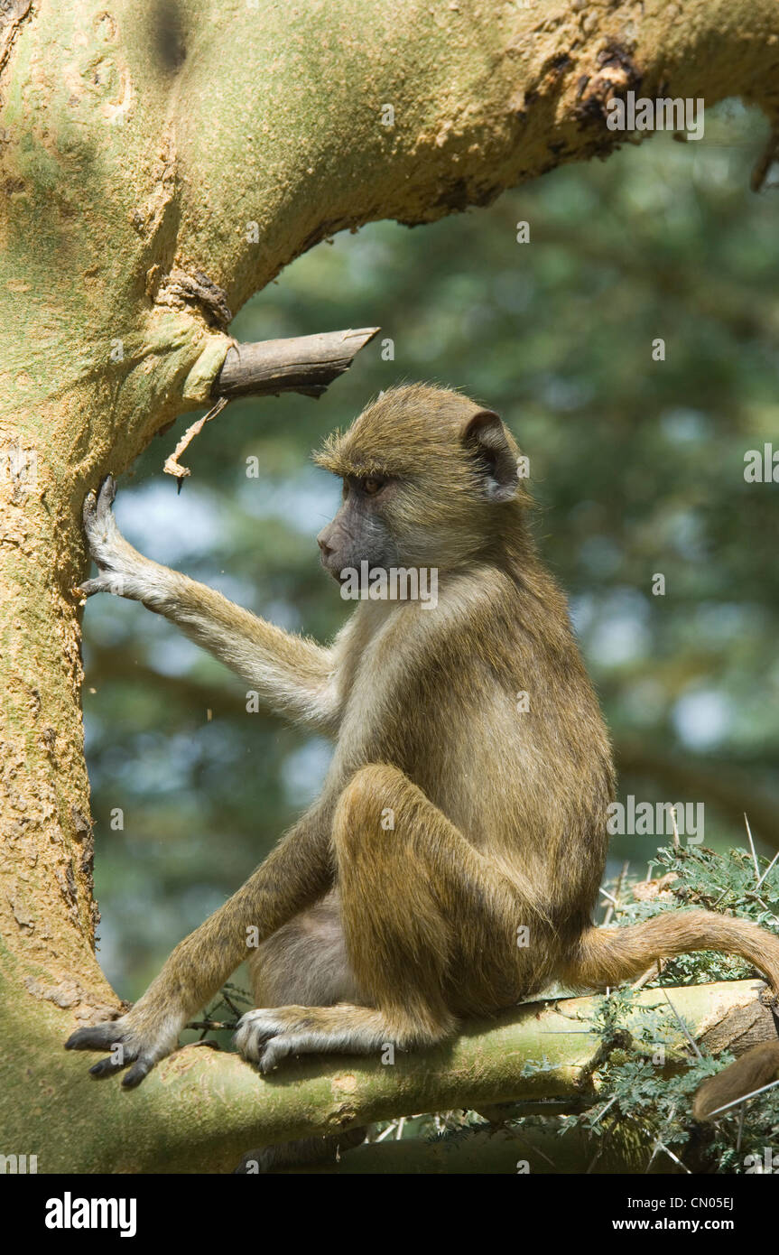 Yellow baboon in tree Stock Photo - Alamy