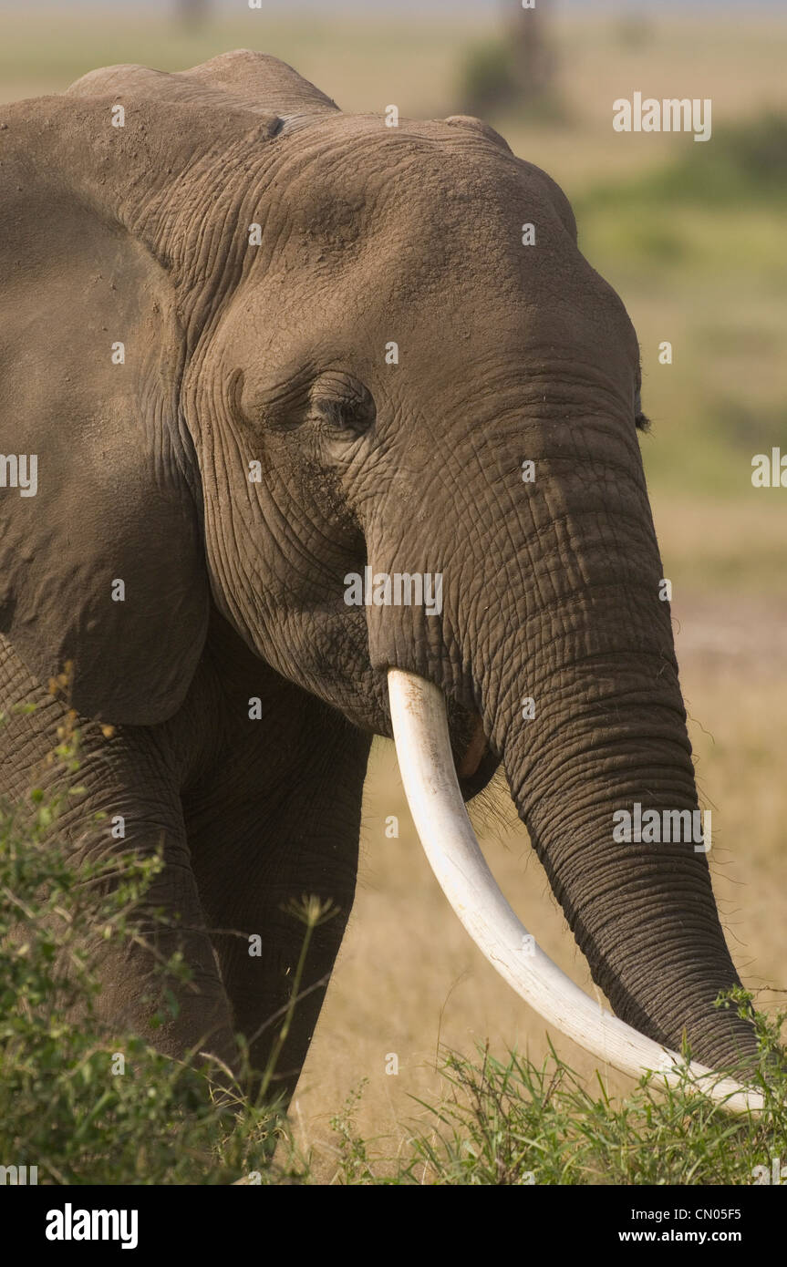 Elephant head shot hi-res stock photography and images - Alamy