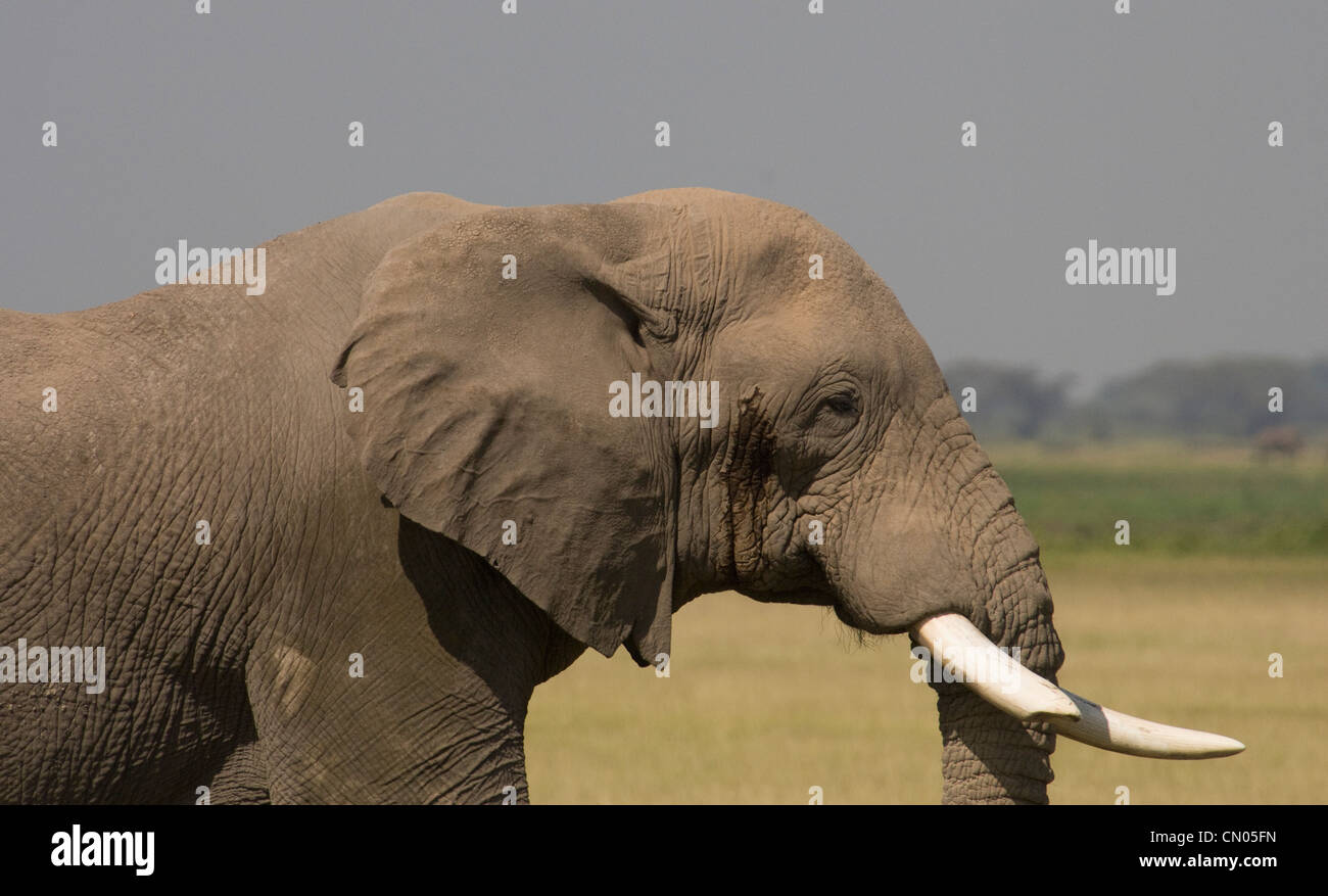 Broken tusk elephant hi-res stock photography and images - Alamy