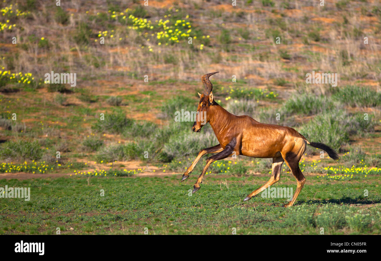 red hartebeest running Stock Photo - Alamy