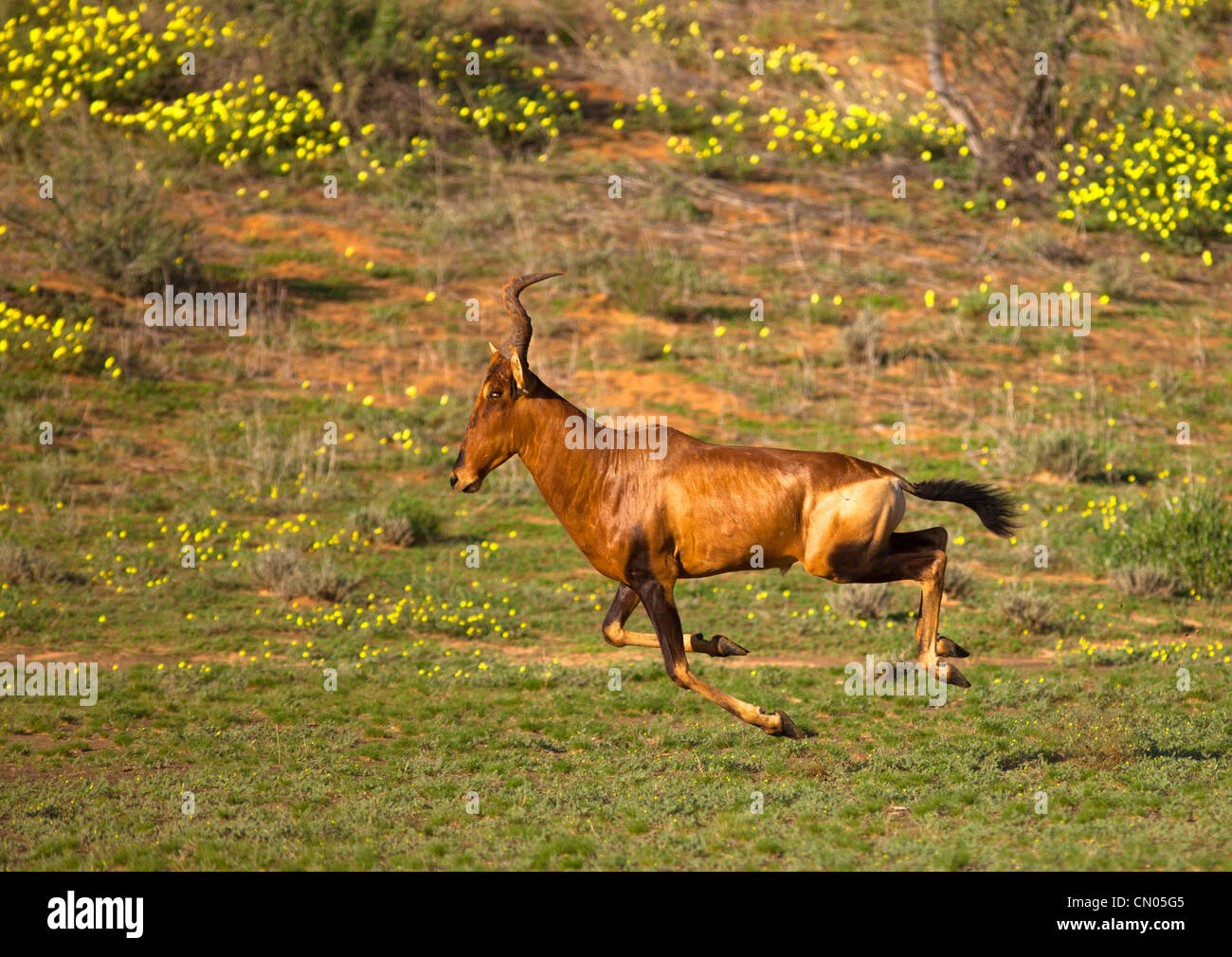 ground squirrel feeding Stock Photo - Alamy