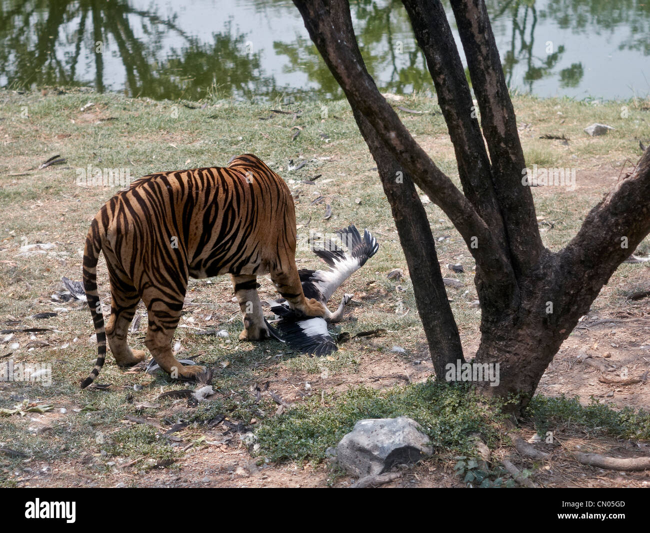 Tiger Eating Eagle
