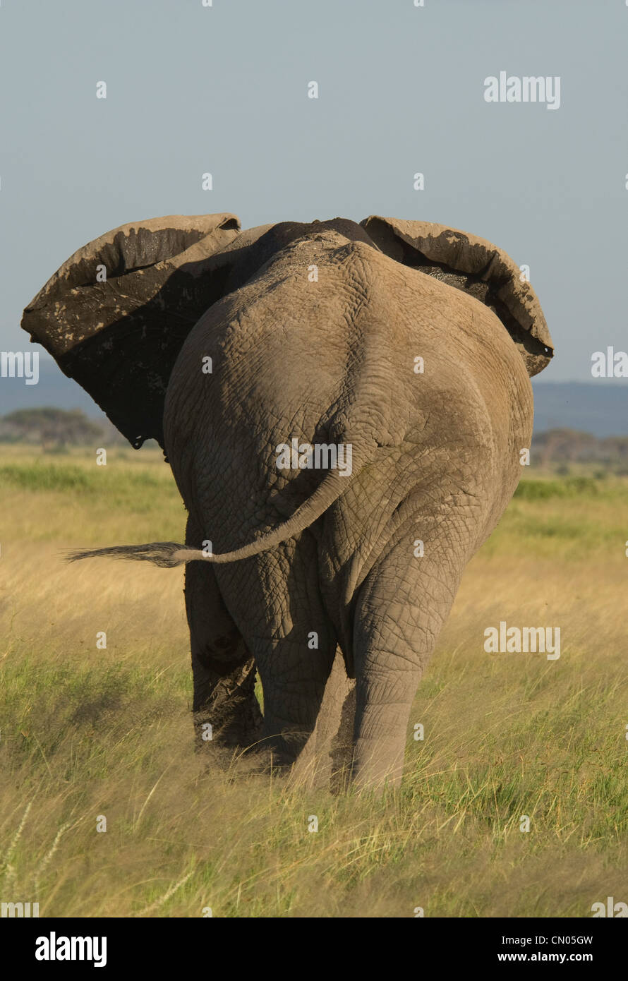Backside shot hi-res stock photography and images - Alamy