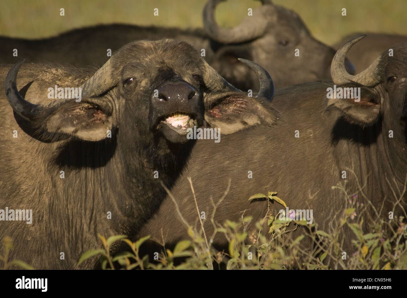 Cape buffalo-flehmen behavior Stock Photo - Alamy