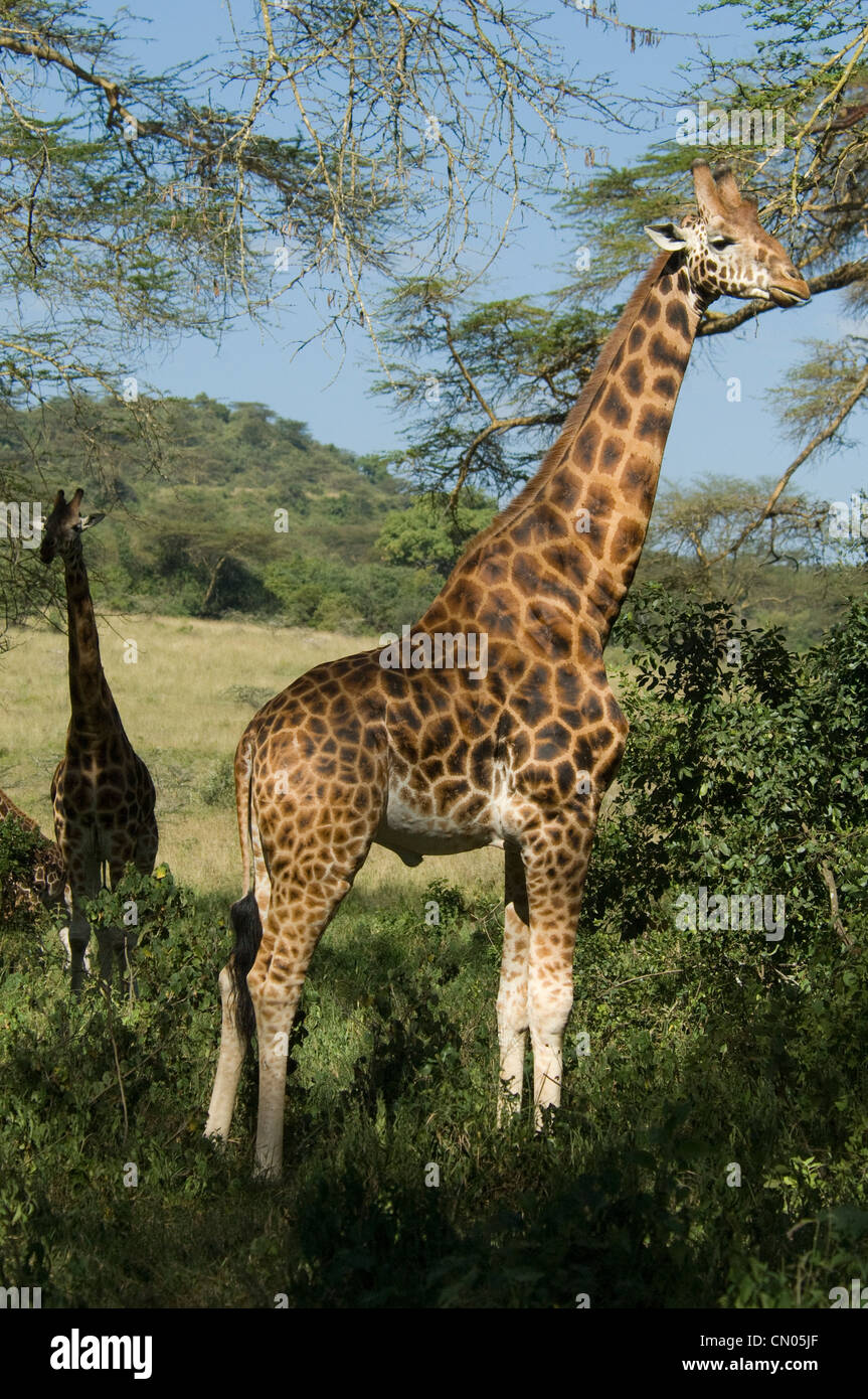 Rothschild's giraffes by edge of forest Stock Photo - Alamy
