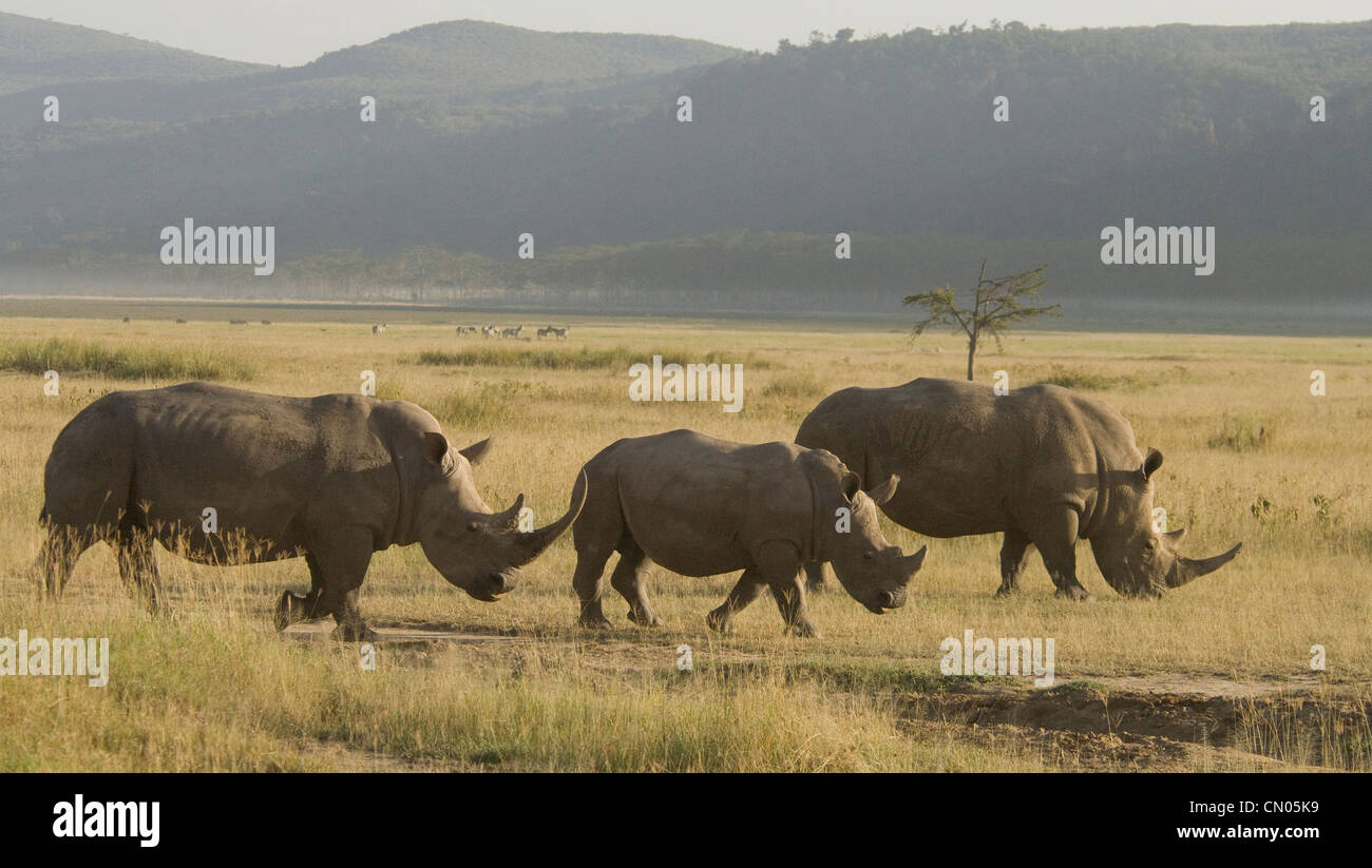 Three Young Rhinos High Resolution Stock Photography and Images - Alamy
