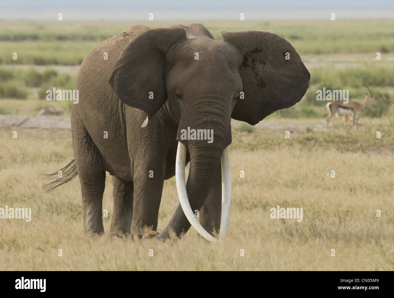 Elephant with very big tusks Stock Photo - Alamy