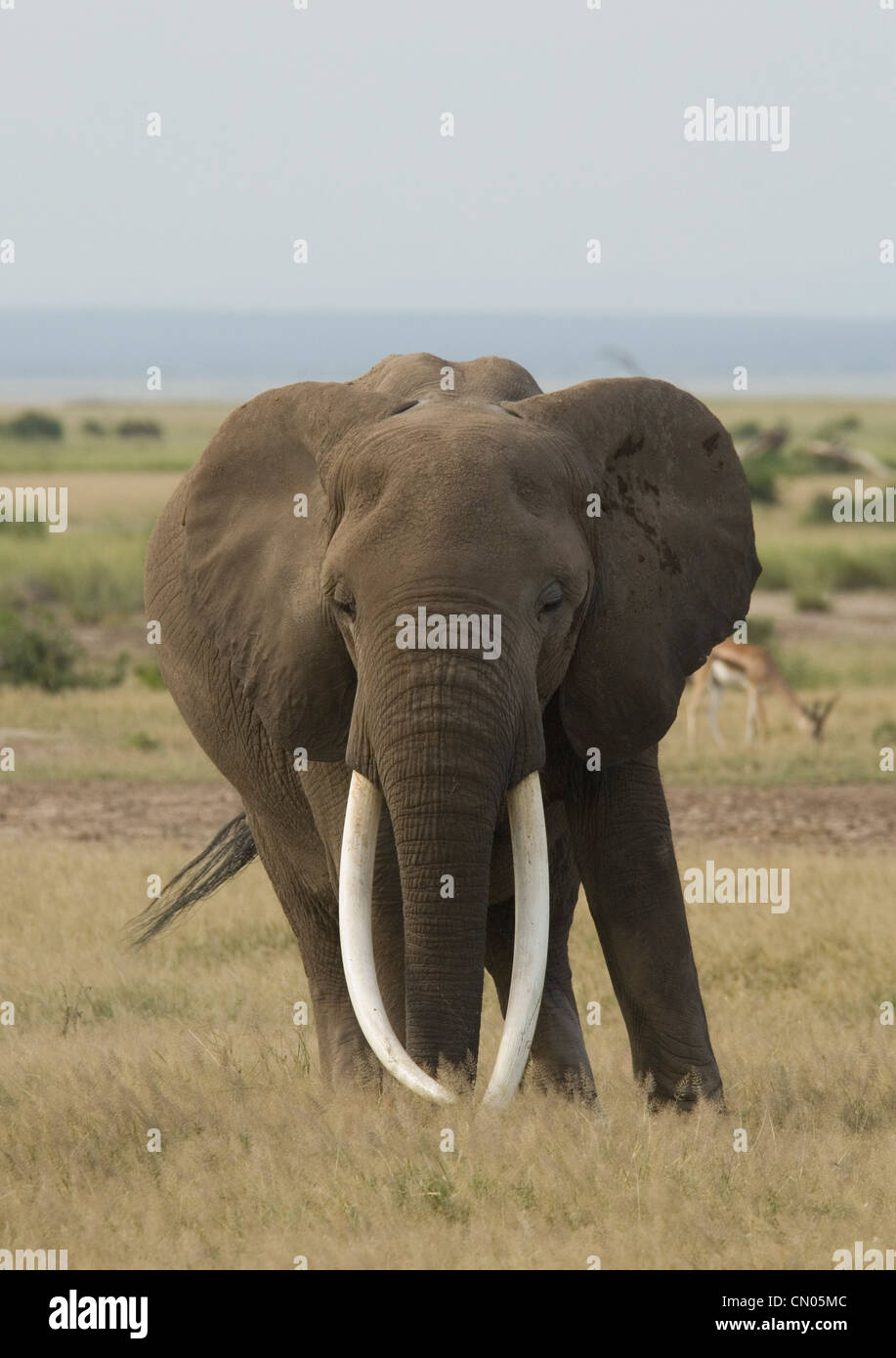 Elephant with very big tusks Stock Photo - Alamy