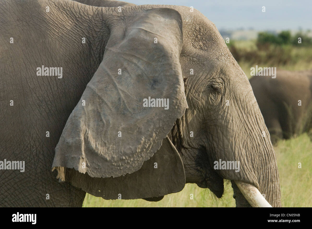 Elephant with ear flopped over-close up Stock Photo - Alamy