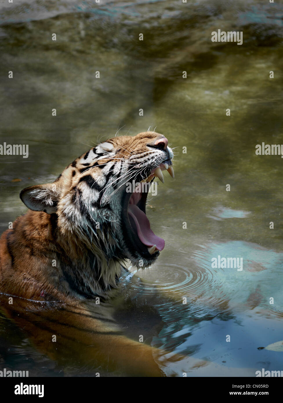Tiger teeth hi-res stock photography and images - Alamy