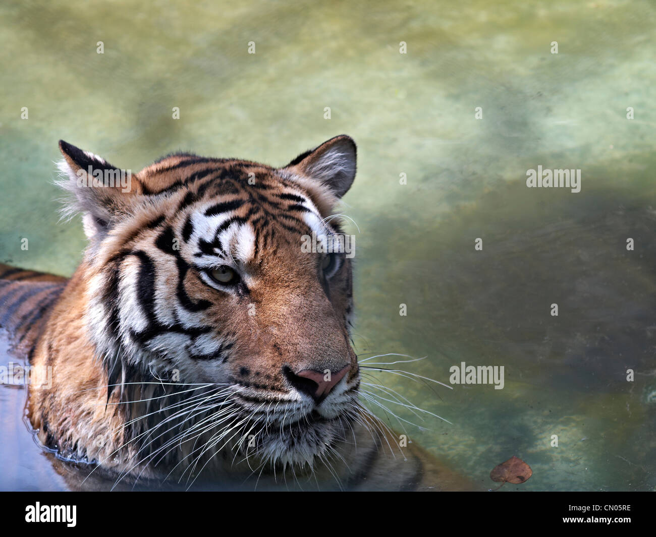 Bengal Tiger, Panthera tigris, cooling of in a shallow stream Stock ...
