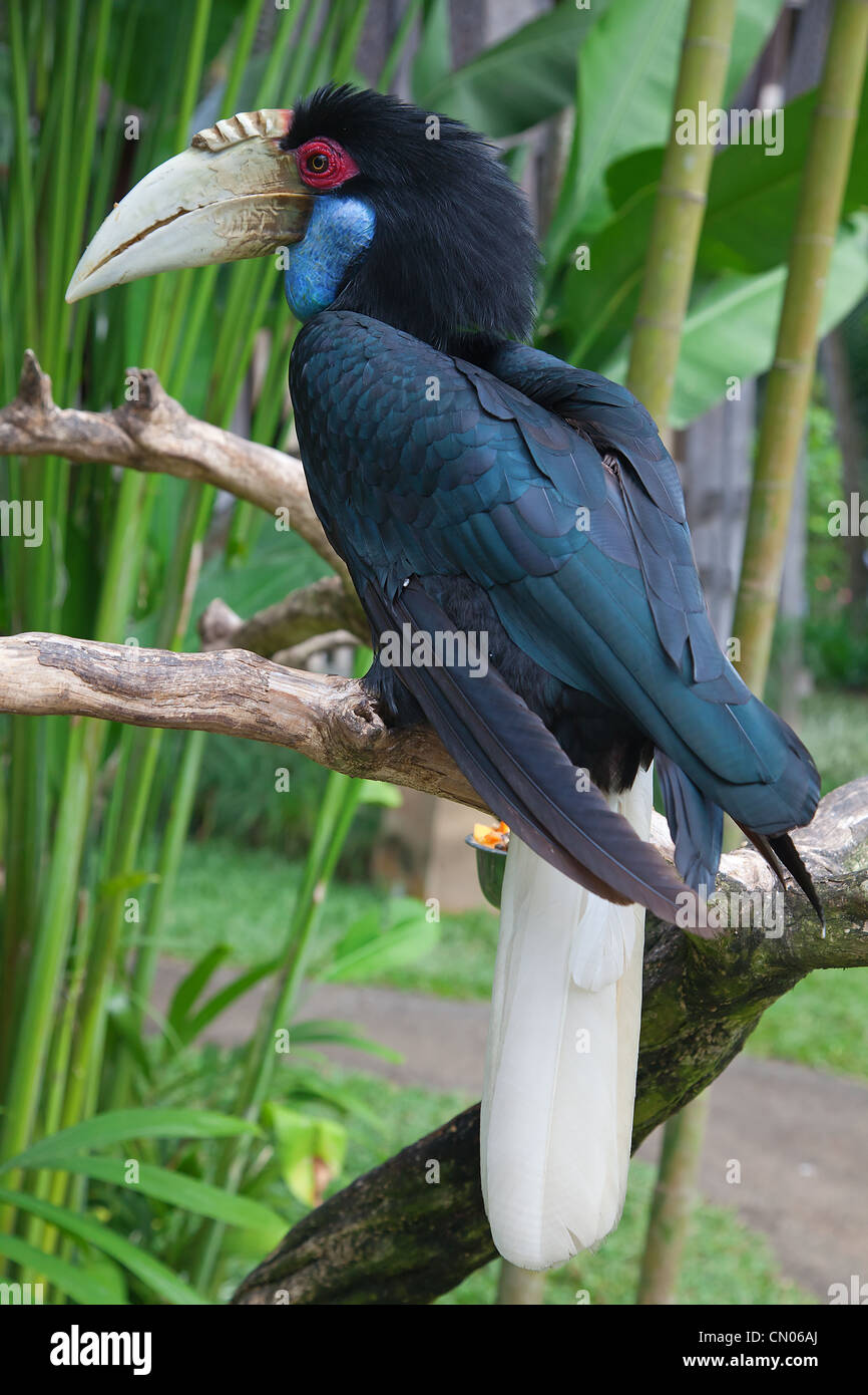 Hornbill in captivity at Bali bird aviary in Indonesia Stock Photo - Alamy