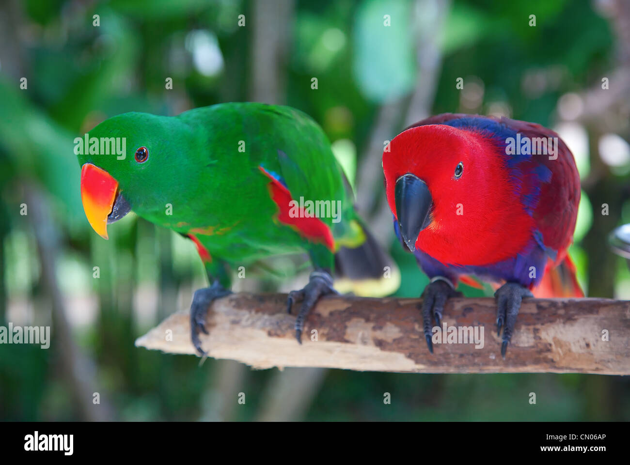 Birds in love: Pair of lori parrots on the tree Stock Photo - Alamy
