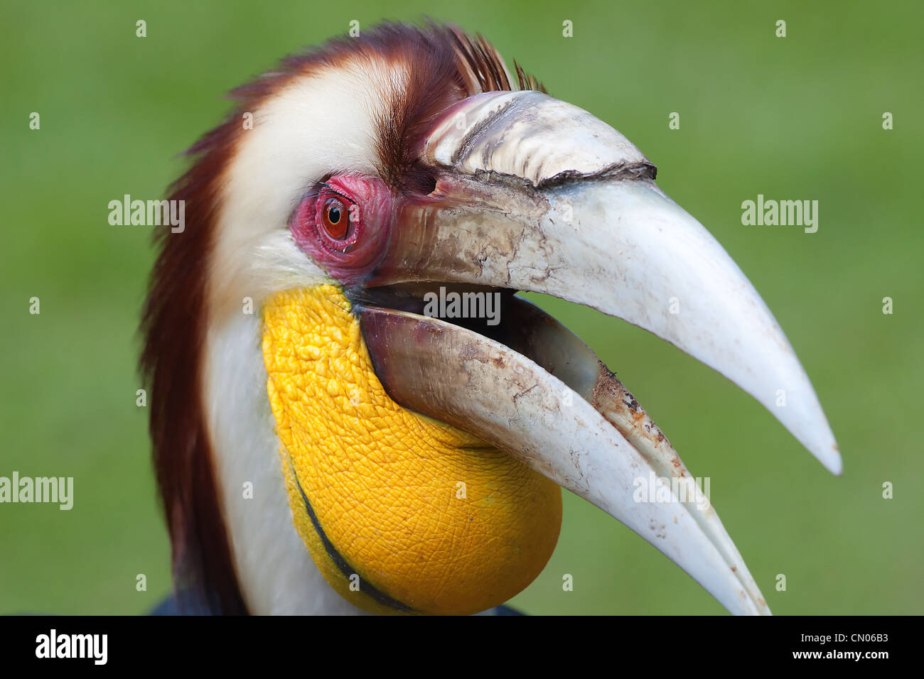 Female Hornbill in captivity at Bali bird aviary in Indonesia Stock ...