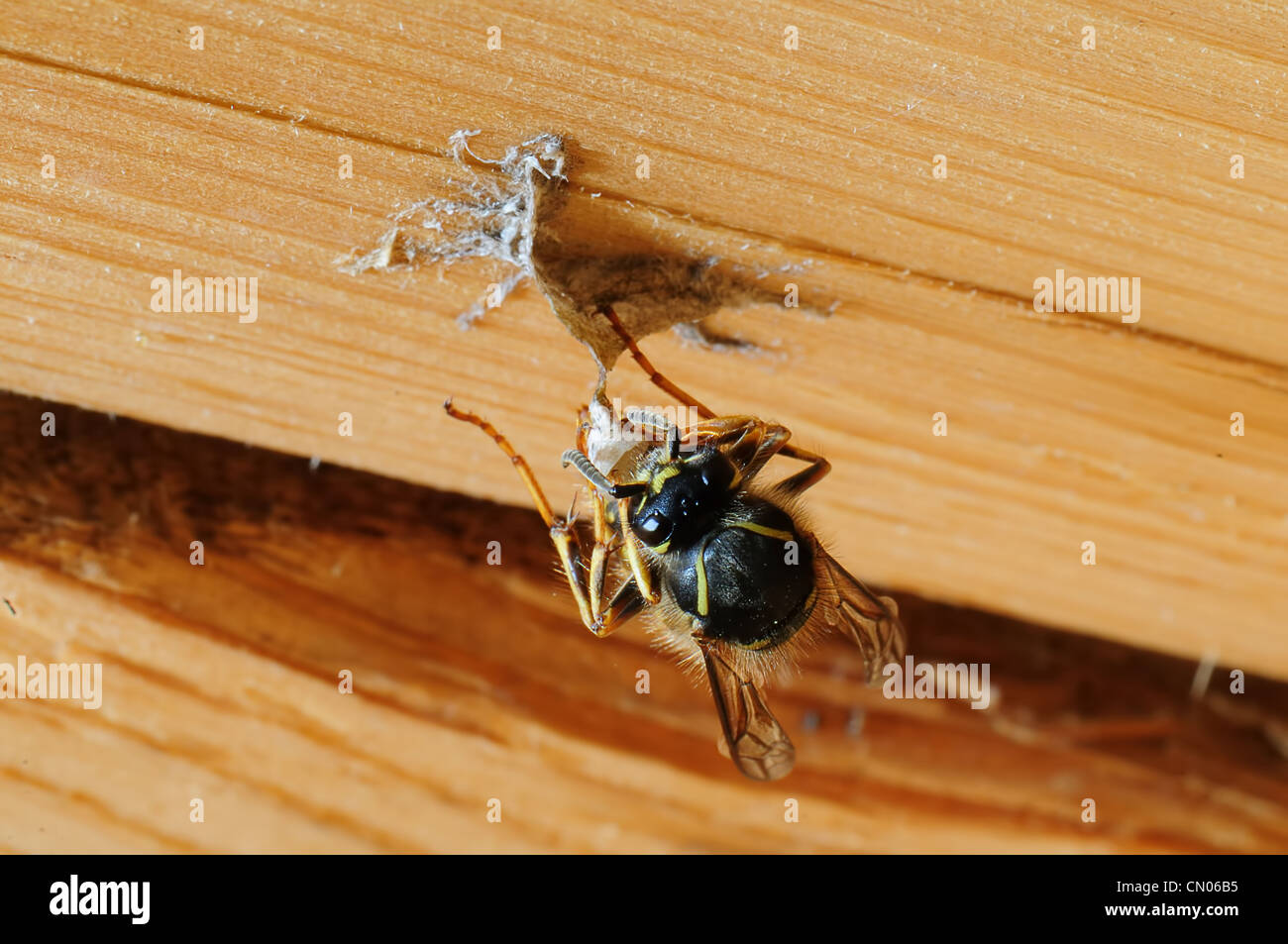 wasp building nest Stock Photo - Alamy