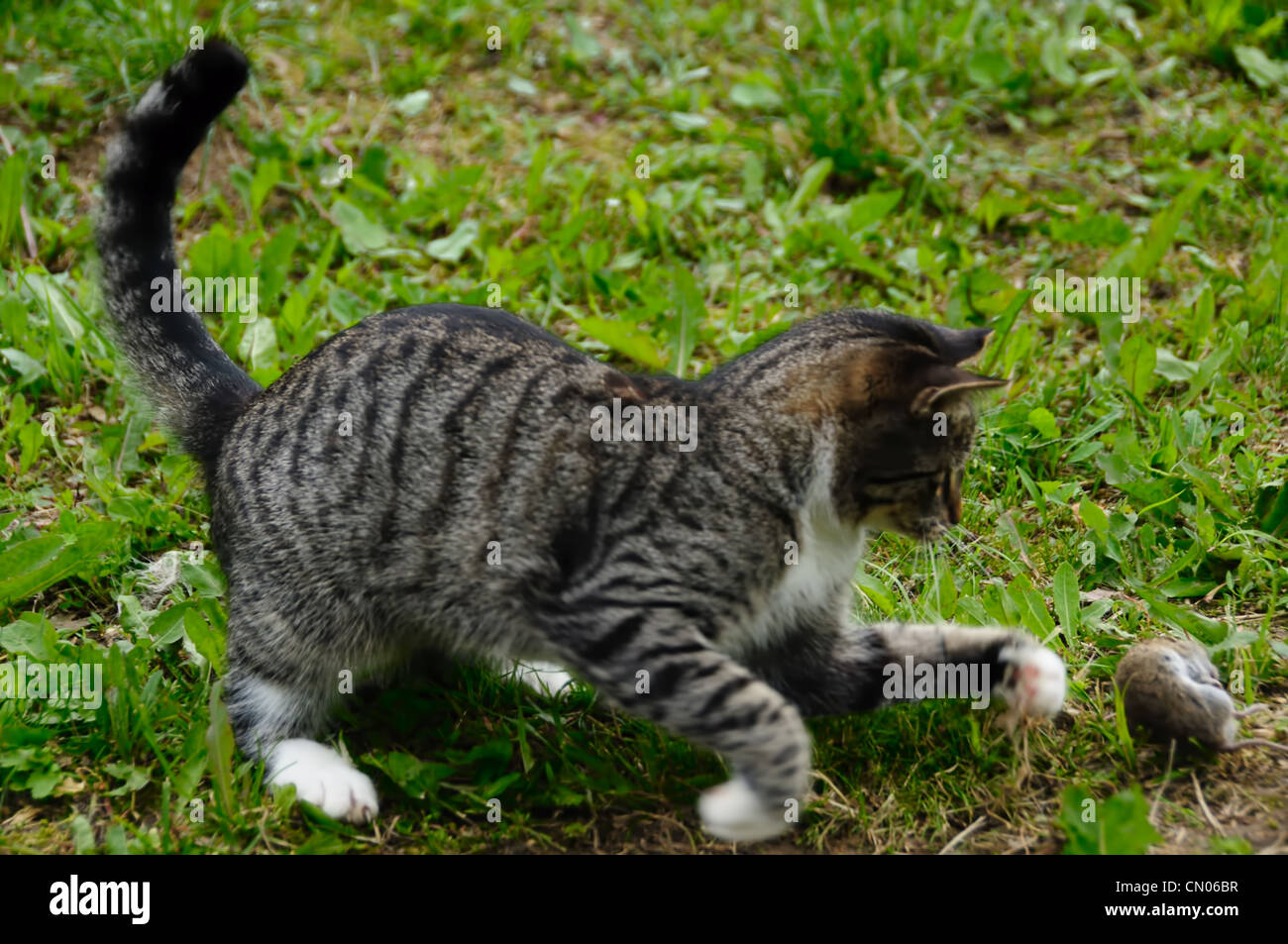 Cat and mouse Stock Photo - Alamy