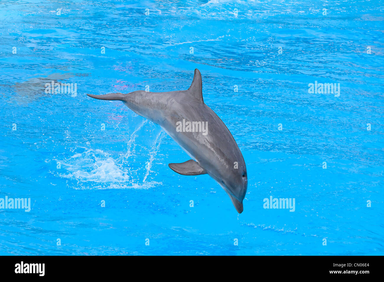 Fish swim in aquarium time hi-res stock photography and images - Alamy