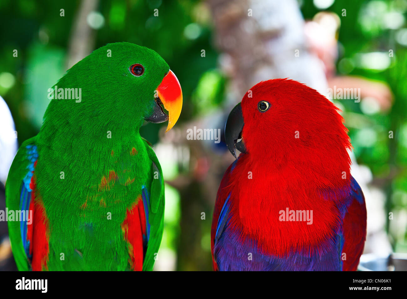 Birds in love: Pair of lori parrots on the tree Stock Photo - Alamy