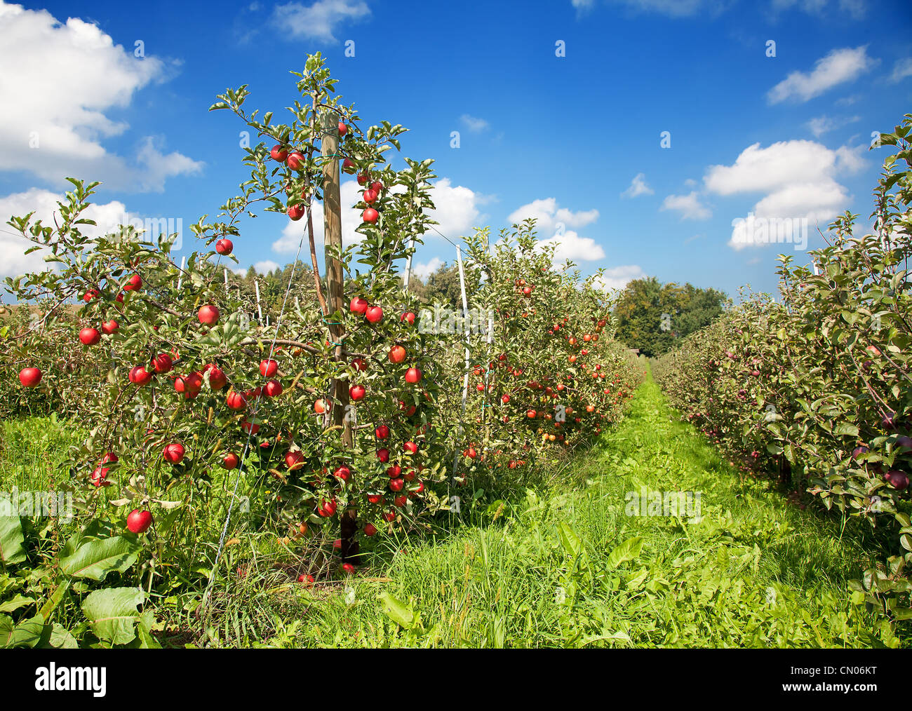 Apple garden full of riped red apples Stock Photo - Alamy