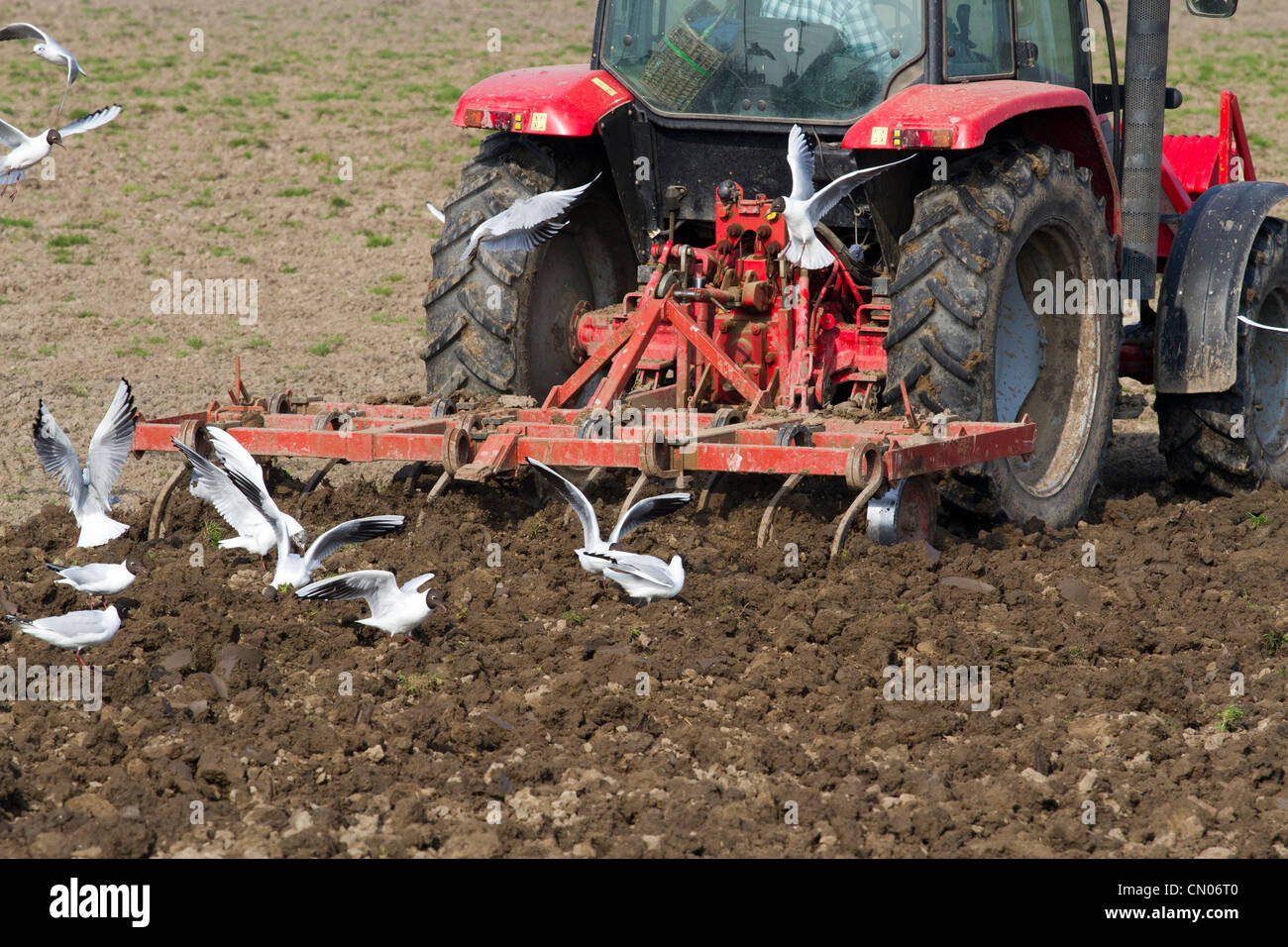Spring Ploughing of Fields Ploughed Furrows and following Seagulls ...
