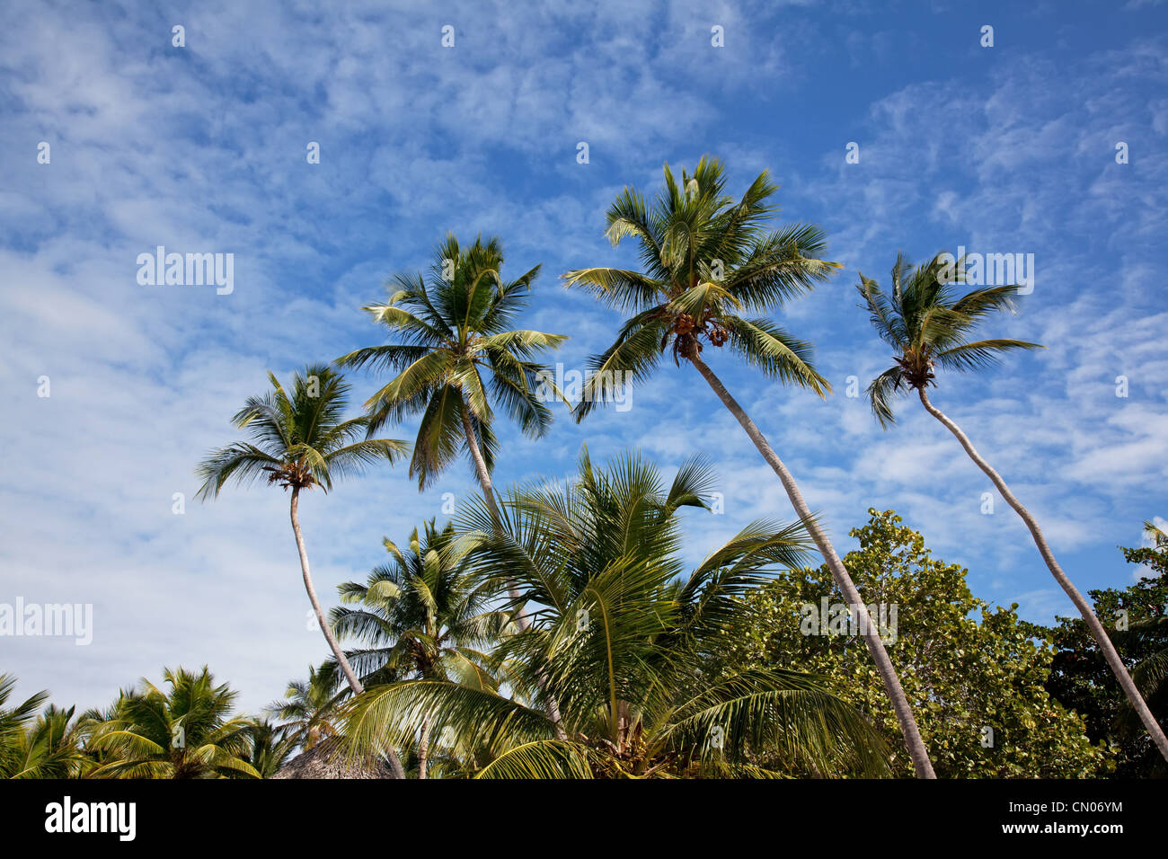 Four beautiful palms in Saona island beach Stock Photo - Alamy