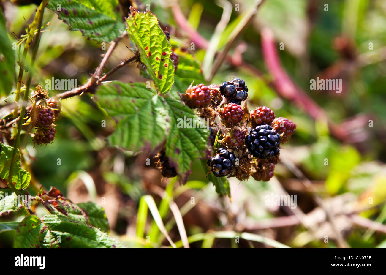 Brambles forest hi-res stock photography and images - Alamy