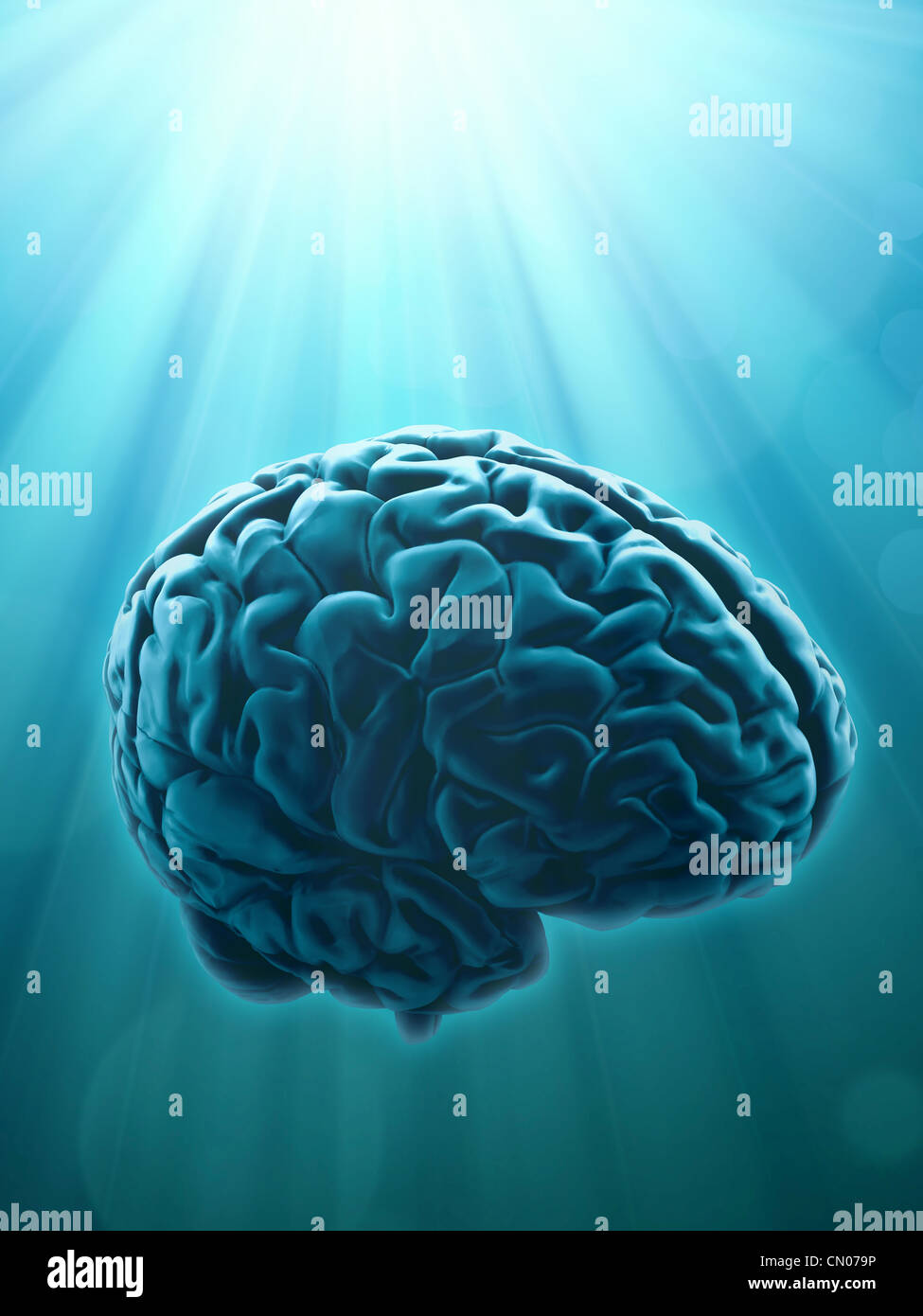 Knowledge and creativity concept illustration with human brain Stock ...