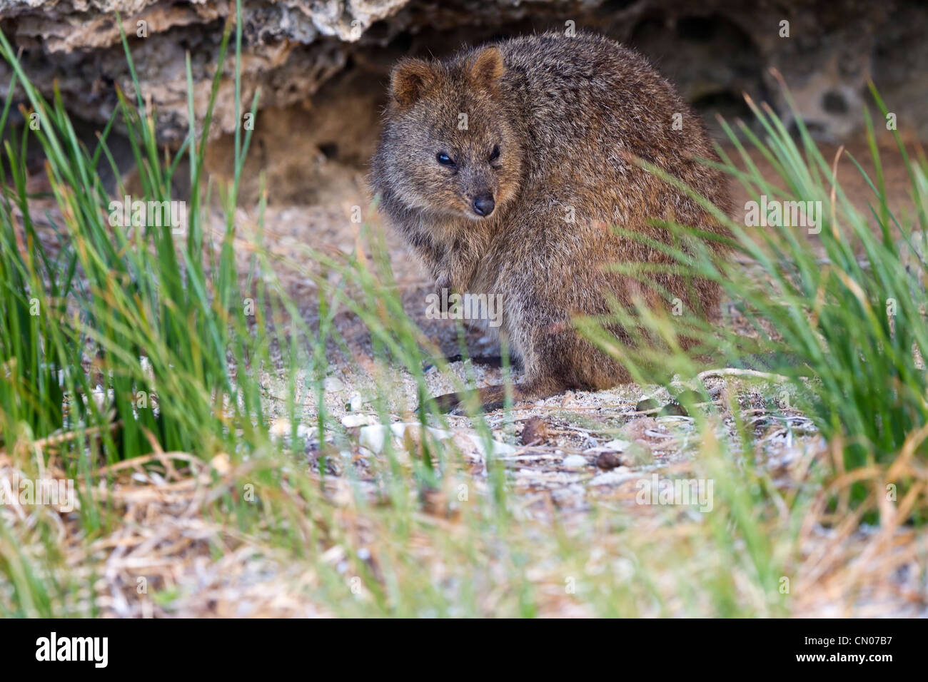 Quokka. Setonix brachyurus Stock Photo - Alamy