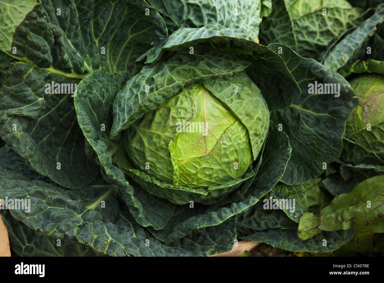English cabbage hi-res stock photography and images - Alamy