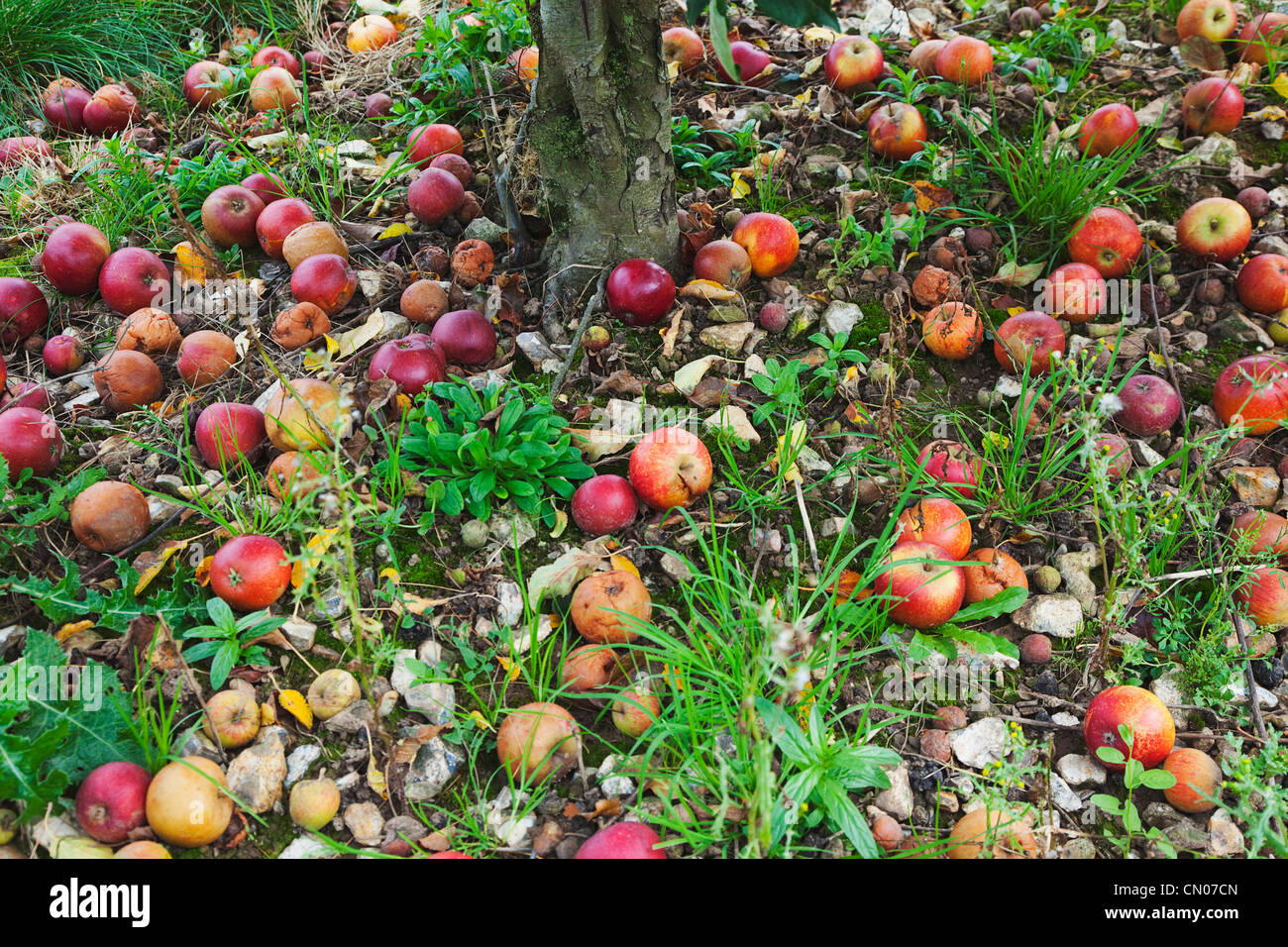 Fruit, Apple, Katy apples rotting on the ground having fallen from the ...
