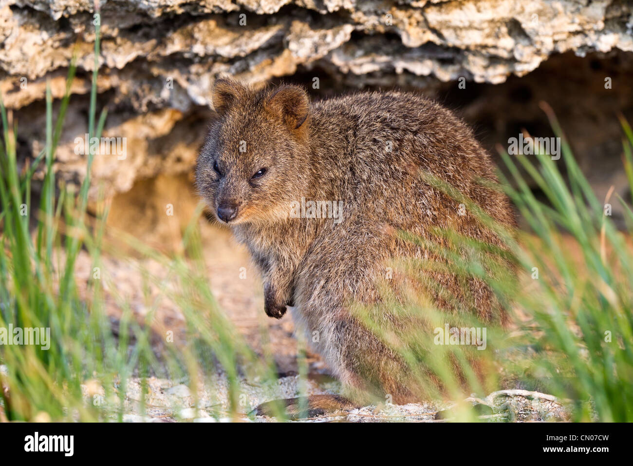Quokka. Setonix brachyurus Stock Photo - Alamy