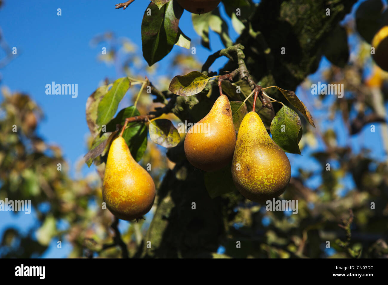 Fruit, Pear, Conference Pears ripening on the tree in Grange Farms ...
