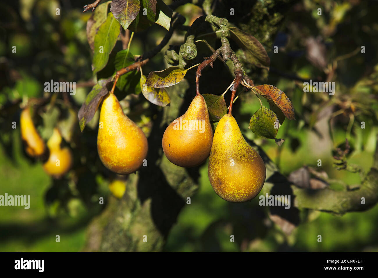 Conference pears ripening hi-res stock photography and images - Alamy