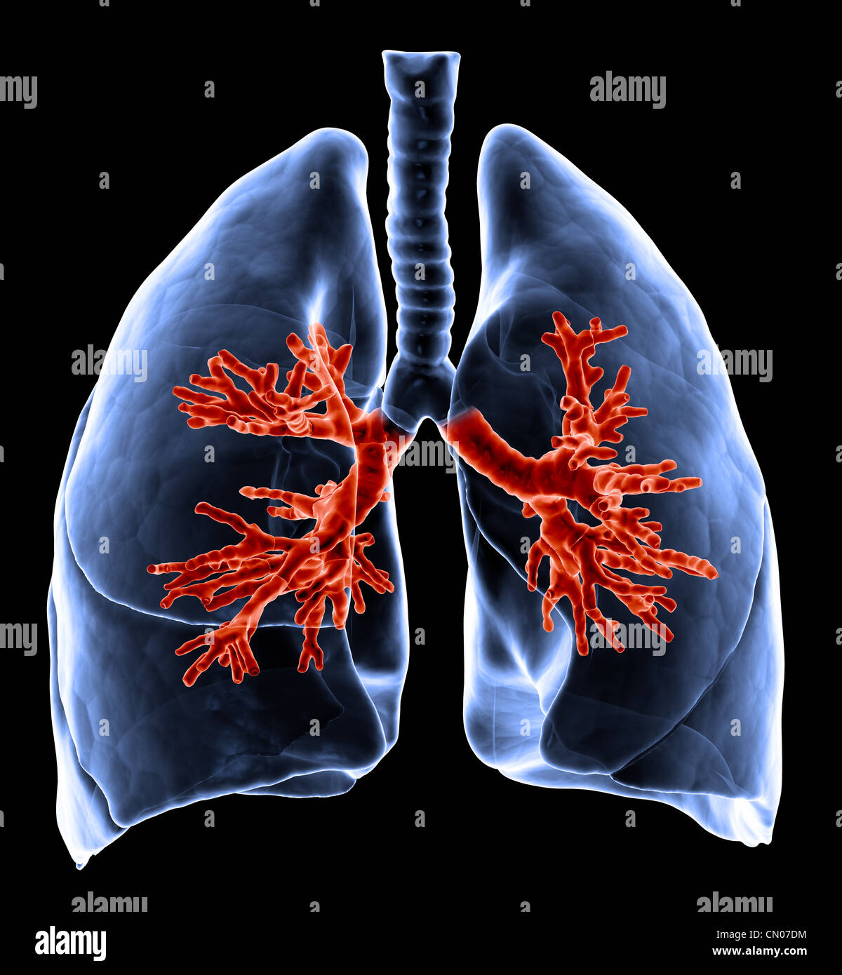 3D medical illustration - lungs with visible bronchi Stock Photo - Alamy